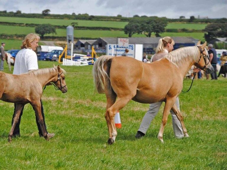 Competitor Entry | Nevern Show | Livestock, Equine, Agricultural ...