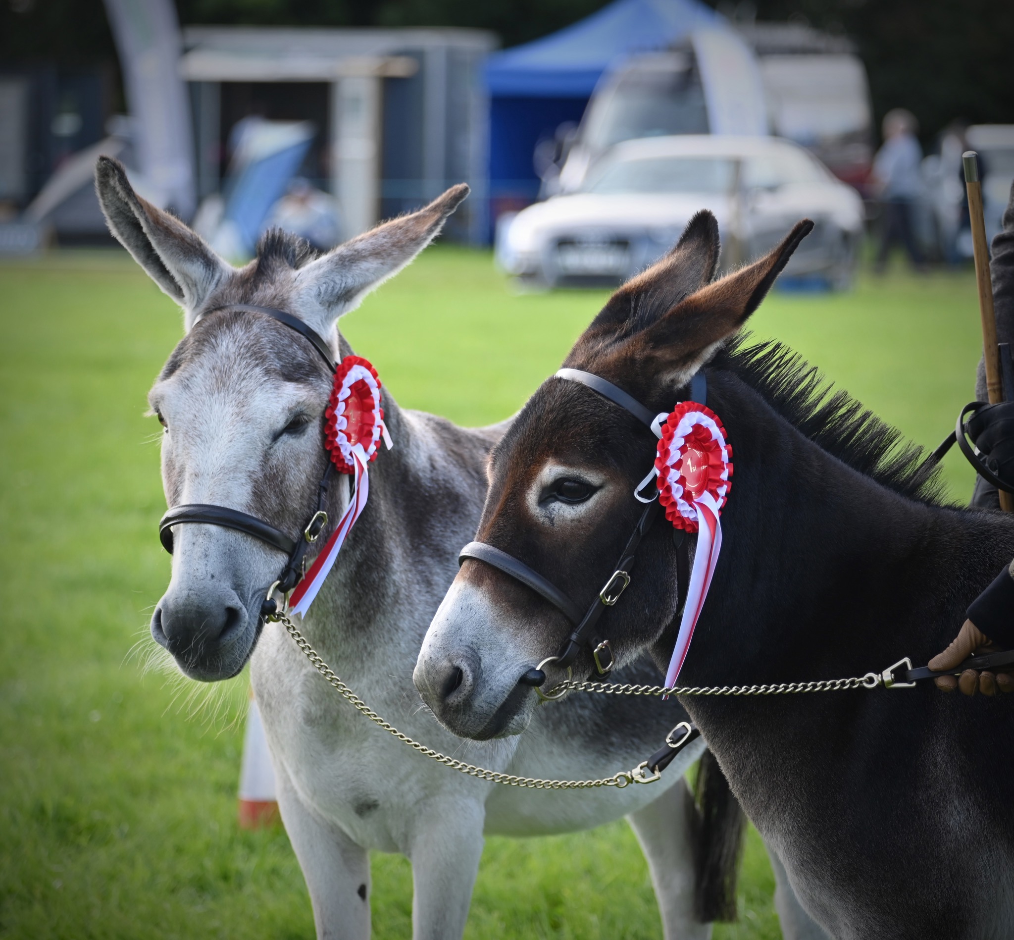 Home | Nevern Show | Agricultural & Horticultural Show | Farming